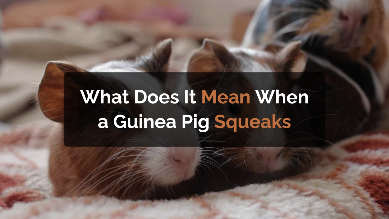 what does it mean when a guinea pig squeaks