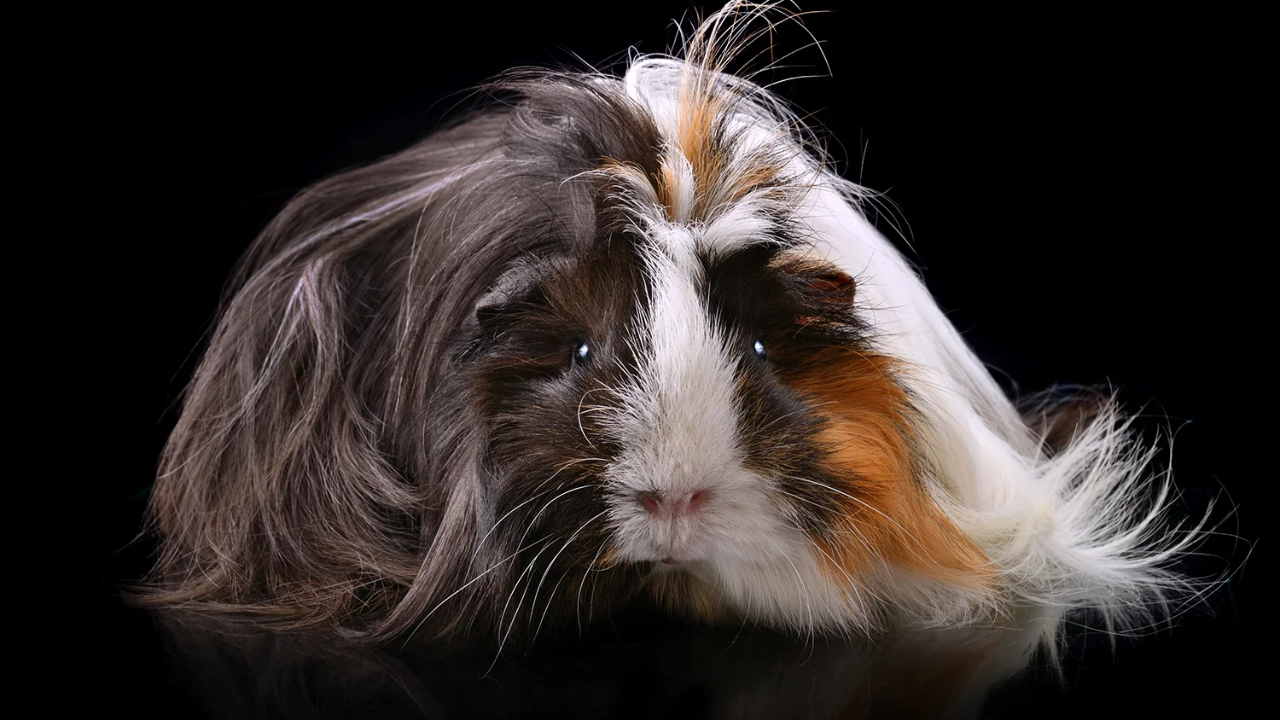 How to Care for a Guinea Pig | Complete Pet Care & Feeding Guide